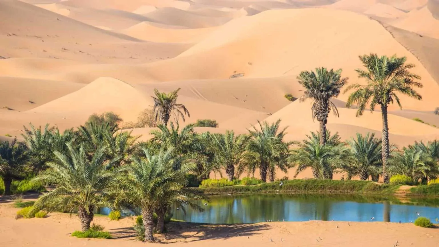 20 Desert Oases in the U.S. Southwest That Are Miraculously Serene ...